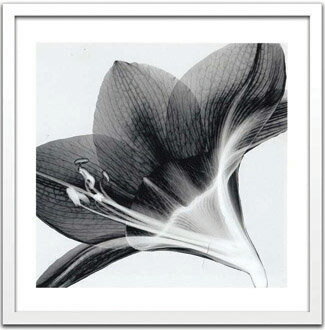 【楽天市場】K-Art.Japan x-ray レントゲンフォト steven n eyers amaryllis 2 スティーブン ...
