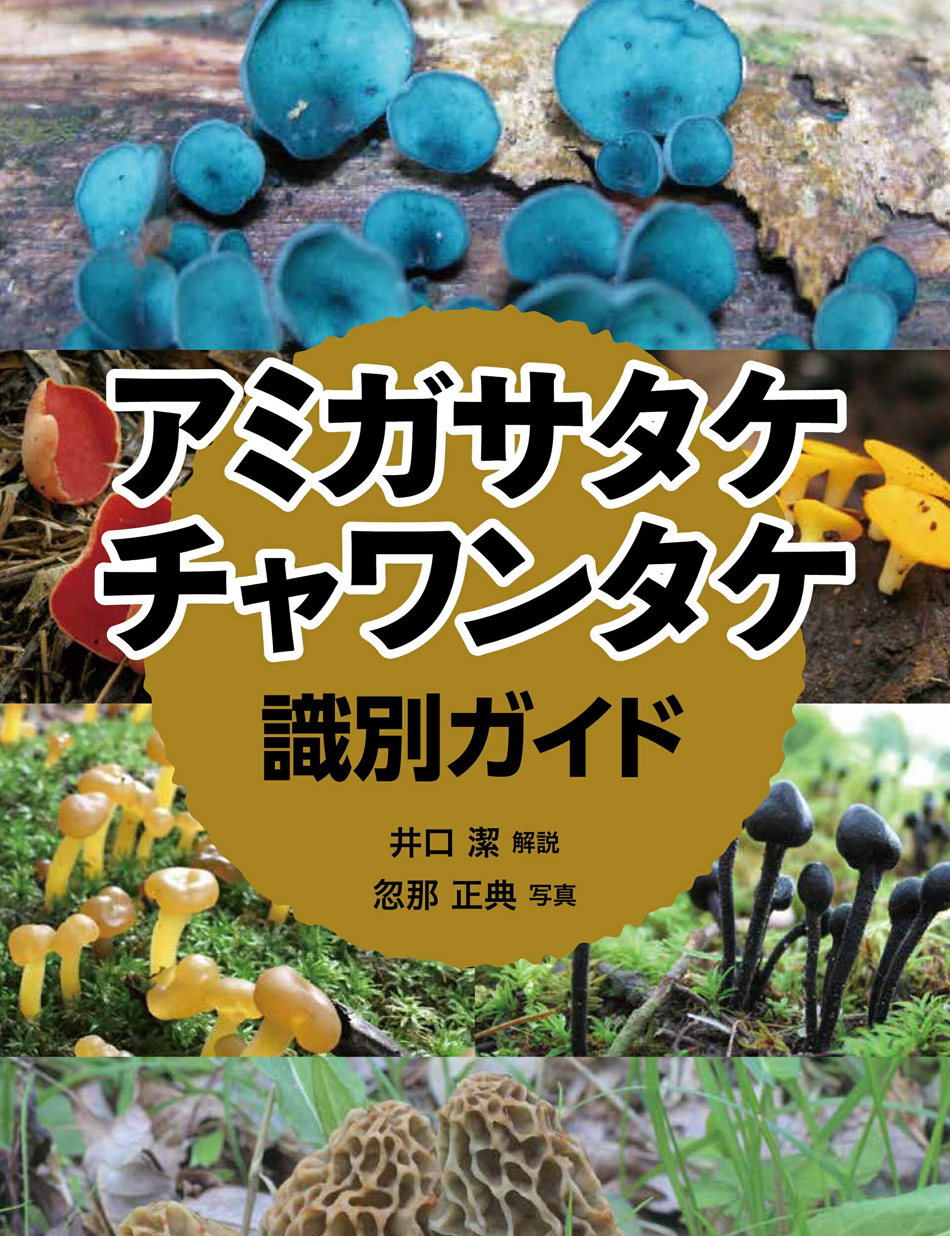 【楽天市場】文一総合出版 アミガサタケ・チャワンタケ識別ガイド 文一総合出版 井口潔 価格比較 商品価格ナビ